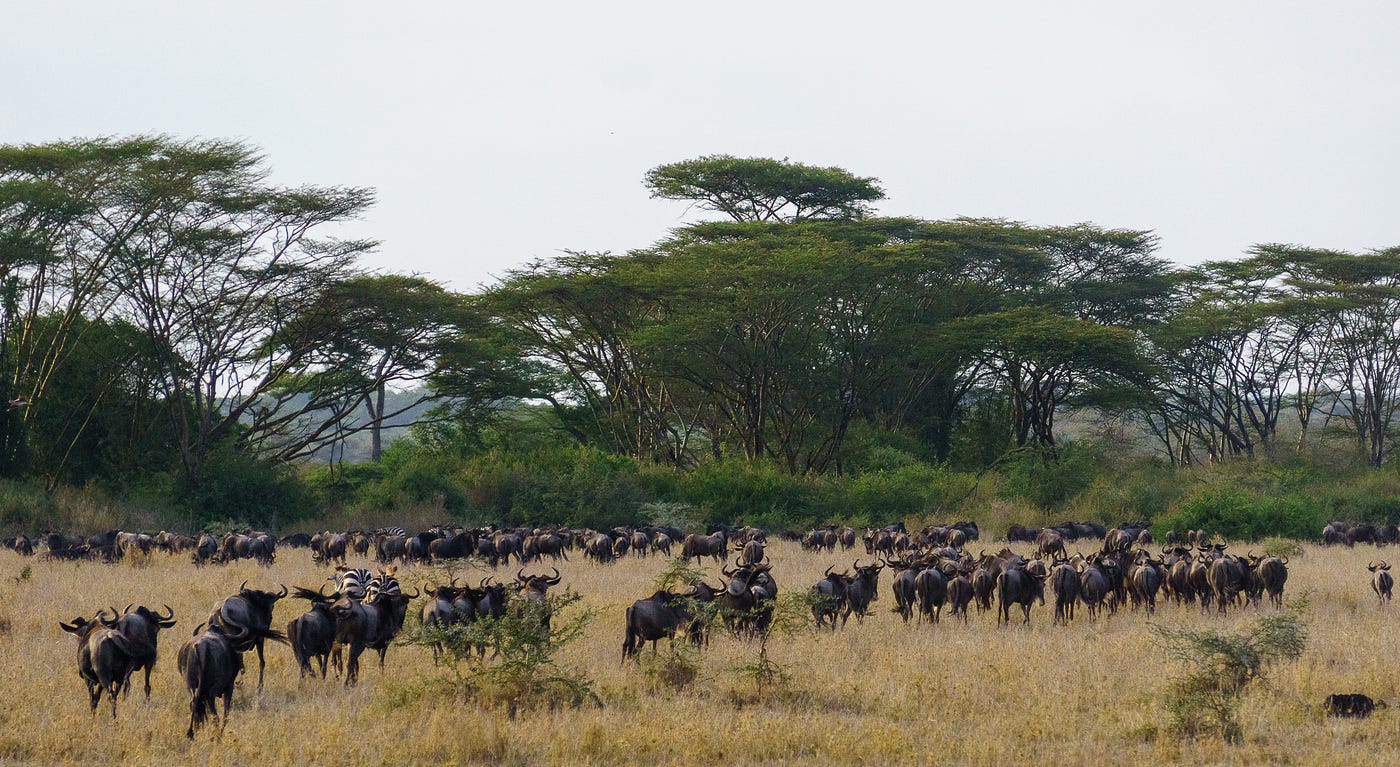 Öküzbaşlı Antilopla Öküz Başların Hikayesi - Veysel Dinler
